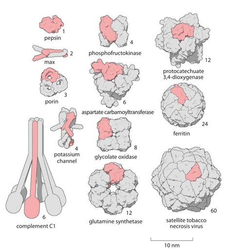 7 Types Of Rna With Structure And Functions Artofit