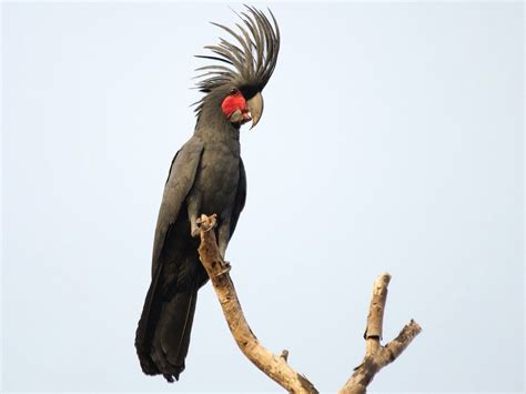 Palm Cockatoo Distinctive Bird Of New Guinea