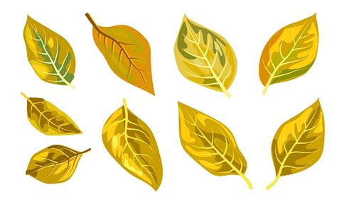 흰색 배경에 다양한 모양과 색상의 단풍 모음입니다 식물 일러스트레이션 컨셉 0명에 대한 스톡 벡터 아트 및 기타 이미지 0명 가을 가을 단풍 Istock