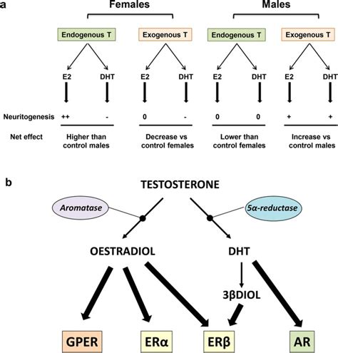 Oestradiol Synthesized By Female Neurons Generates Sex Differences In