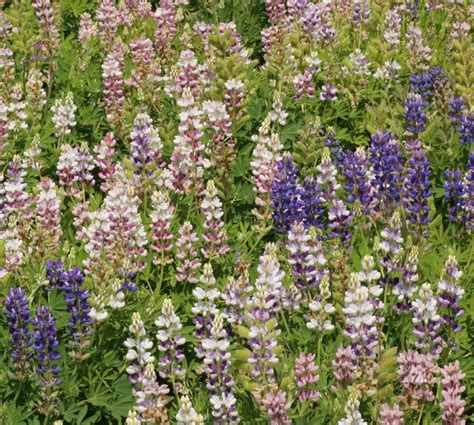 Dwarf Pixie Delight Lupine Lupinus Hartwegii Nanusapplewood Seed Co