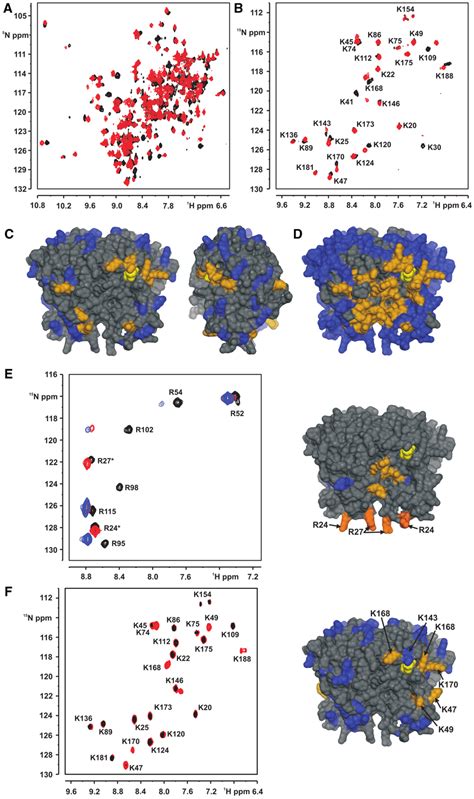 Chemical Shift Mapping Of The Rna Binding Surface Of Mjnep1 For Its