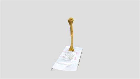 Humerus 2 3d Model By Prajjawalit [e8657aa] Sketchfab