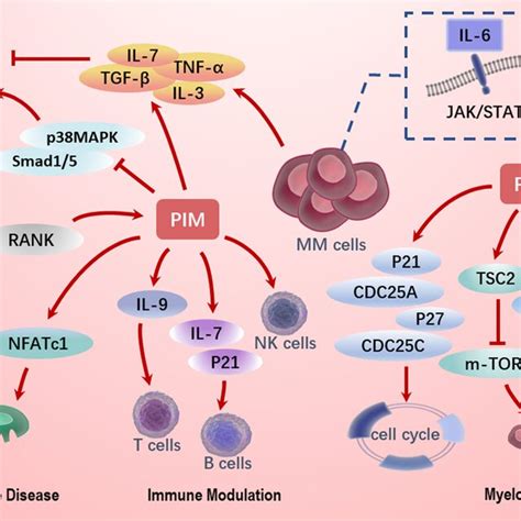 Targeting Pim Kinase In Multiple Myeloma Download Scientific Diagram