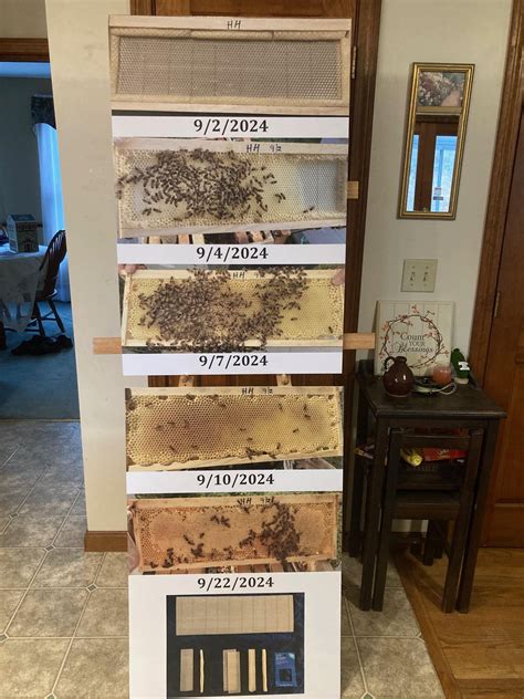 New Discovery Adding Wax To Hive To Make Comb Page 3 Beesource Beekeeping Forums