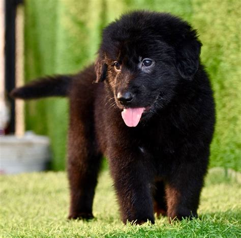 Black German Shepherd Names Female