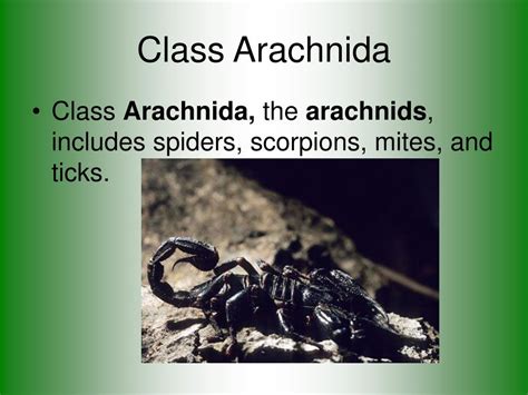 Ppt Chapter 36 Powerpoint Presentation Free Download Id 798042