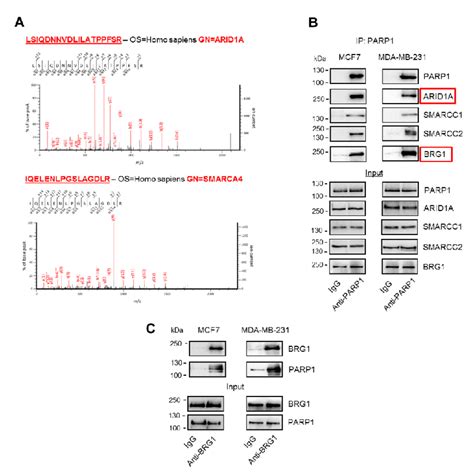 Poly Adp Ribose Polymerase 1 Parp1 Physically Interacts With The