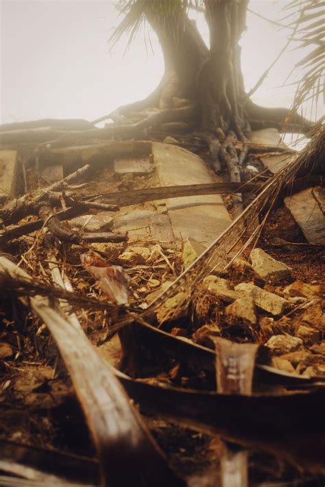 Remove Tree Roots From Sewer Line DrainWorks Plumbing