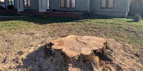 How To Get Rid Of A Tree Stump Effective Methods Explained