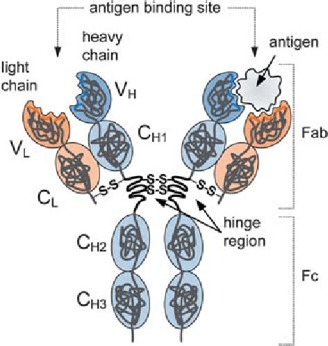 Schematic Representation Of An IgG1 Antibody Composed Of Four