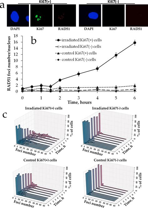 Rad51 Foci Formation In Proliferating Vs Resting Mscs Exposed To Download Scientific Diagram