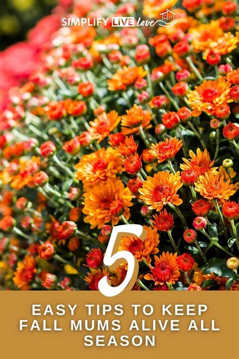 the ultimate guide how to keep mums alive in the fall mums flowers fall mums hardy mums