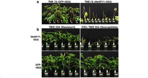 Mespy1 Vigs Challenged Susceptible And Resistant Cassava Cultivars A Download Scientific