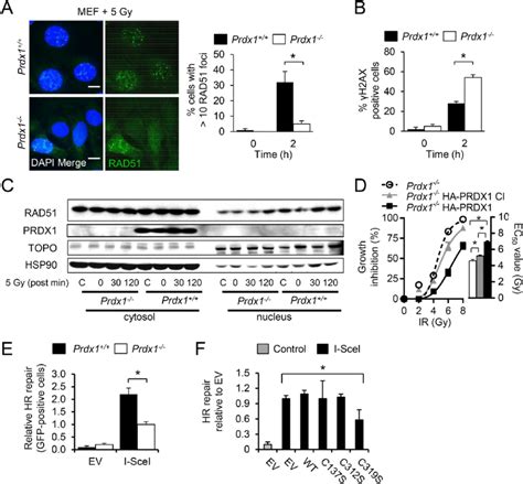 Prdx1 Deficiency Sensitizes Cells To Ir And Inhibits Both Hr And Rad51 Download Scientific
