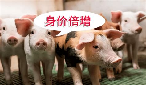 猪价短期反弹后再次承压部委发文要求提升生猪供给能力整体趋势向好猪价或提前结束磨底期 对市场 价格 预期