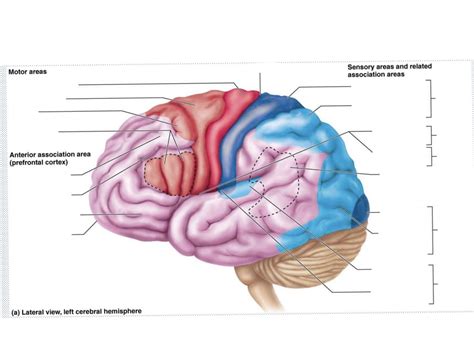 Bio Lec Brain Association Areas Diagram Quizlet
