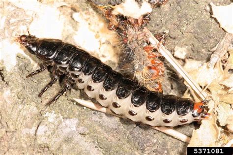 Coleoptera Larvae