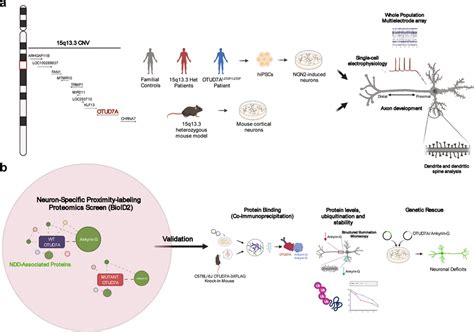 Overview Of Study Workflow A 15q133 Microdeletion Locus And Driver