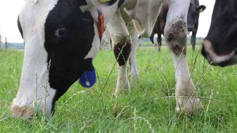Cow Eating Grass Stock Footage Video 100 Royalty Free 5380361 Shutterstock