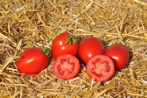 Насіння томату Чезена F1 від виробника Agroimperium