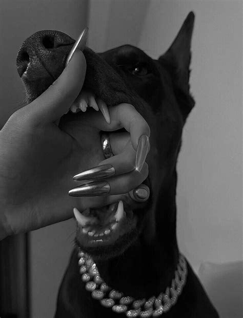 Пин от пользователя Massimiliano Romano на доске Foto Доберман Доберман пинчер Огромные собаки