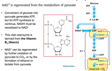 Fate Of Pyruvate Flashcards Quizlet