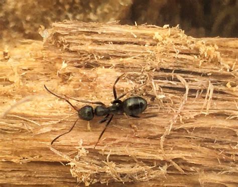 Carpenter Ants Vs Termites Your Ultimate Guide To Identification And