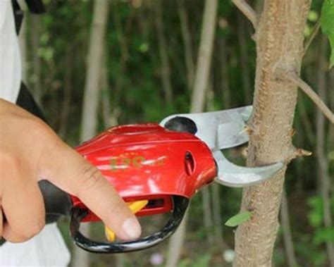 果树剪枝方法与步骤（简单实用的果树剪枝技巧）花植网