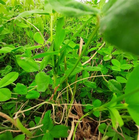 نادر الدنجوان