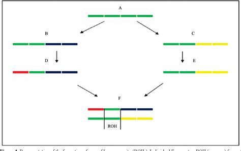 Homozygosity Inbreeding