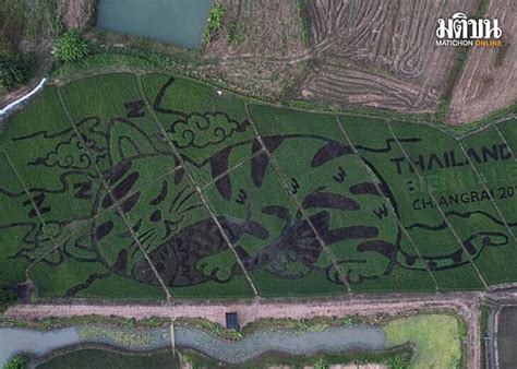 สุดทึ่ง เปิดผลงานคนไทย รังสรรค์ ‘ศิลปะบนนาข้าว ในไทยแลนด์เบียนนาเล่ Matichon Online Line Today