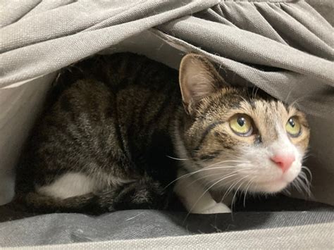 にゃげえええええ伸び過ぎてフレームアウトした猫にネット騒然どこがどこでなにがなになのまいどなニュース