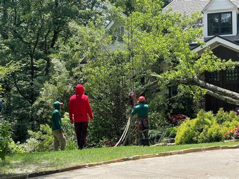 Ls Trees Tree Removal And Grinding Having The Knowledge And Proper