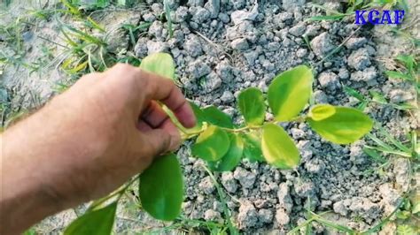 বরই গাছে ফুল চলে আসছে।😊😊 Youtube