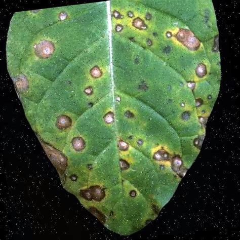 Tobacco Plant Disease Detection Classification Model By Arth Solanki