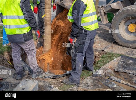 Workers Planting A Root Ball Of Tree In Soil Stock Photo Alamy