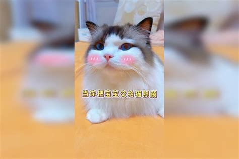 当你把宝宝交给猫咪照顾又带着我娃看电视？猫咪带着电视
