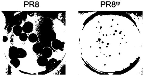 Recombinant Influenza Virus And Application In Vaccines Thereof Eureka Patsnap