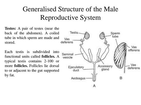 Solution Insect Reproductive System Studypool
