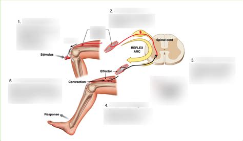 Patellar Tendon Monosynaptic Stretch Reflex Diagram Quizlet