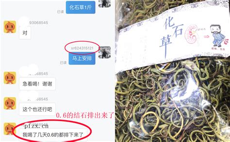 化石草图片大全大图 化石草图片 化石草怎么吃 文秘苑图库