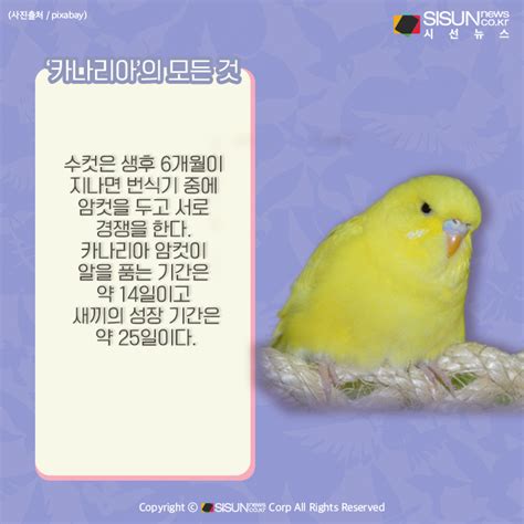 카드뉴스 노래 훈련도 가능한 ‘카나리아의 모든 것 시선뉴스