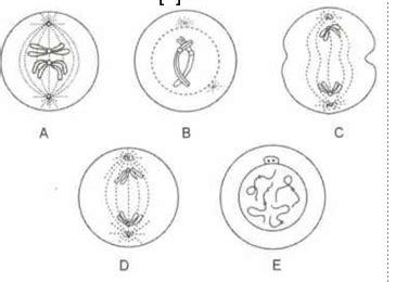 Define Sexual Life Cycle