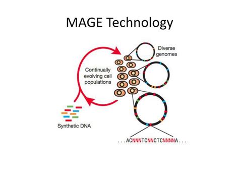 ppt programming cells by mutliplex genome engineering and accelerated