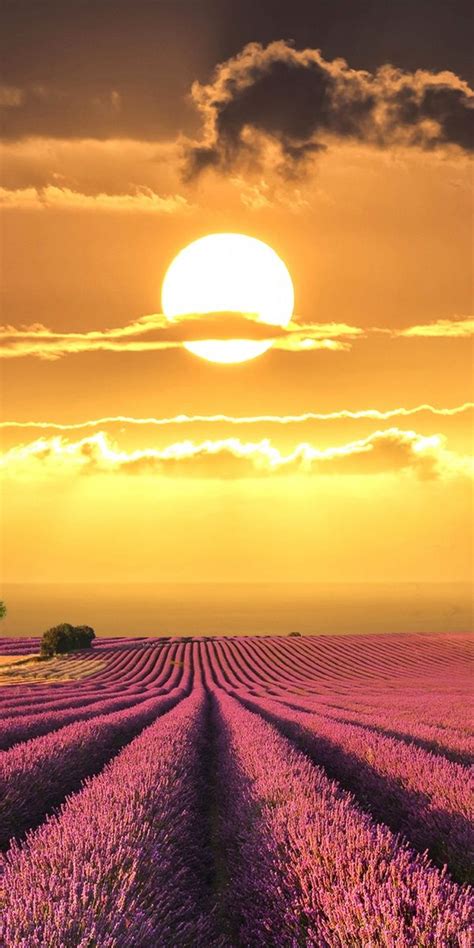 Обои на рабочий стол Закат Солнце Дерево Дом Поле Картина Лиловый Тоскана Фиолетовый