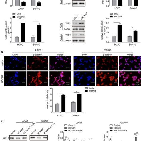 Hotair Promoted Cell Invasion Through Inhibiting Wif‐1 Expression And