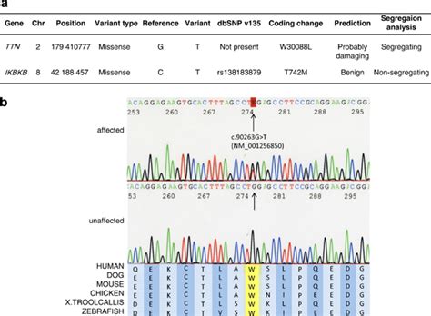 Identified Mutations By Exome Sequencing A We Performed Segregation Download Scientific