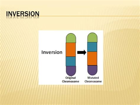 Heredity Inheritance And Variation Pdf Biological Sciences Science
