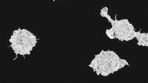 A Parable From The Science Textbook Evangelization Like Movement